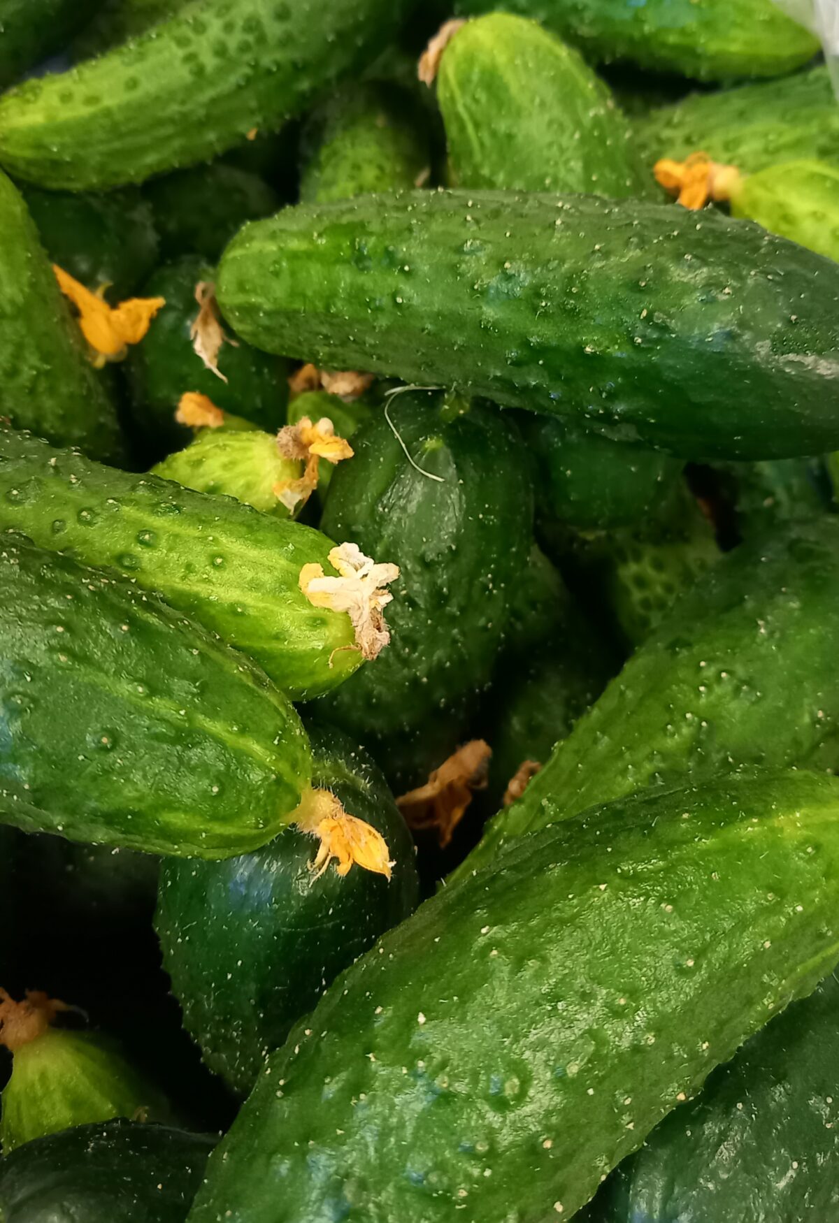 Ekologiški agurkai 1kg - DU MEDU ECO ŪKIS